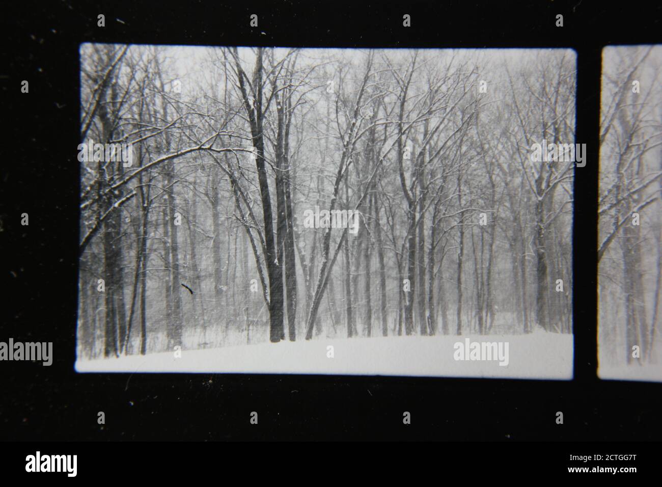 Fine 1970s vintage black and white photography of a dense forest full ...