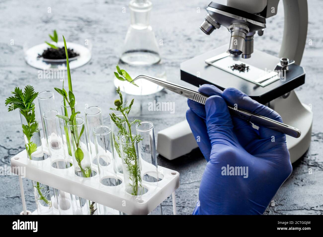 Scientist tests plants with microscope in laboratory. Close up Stock ...