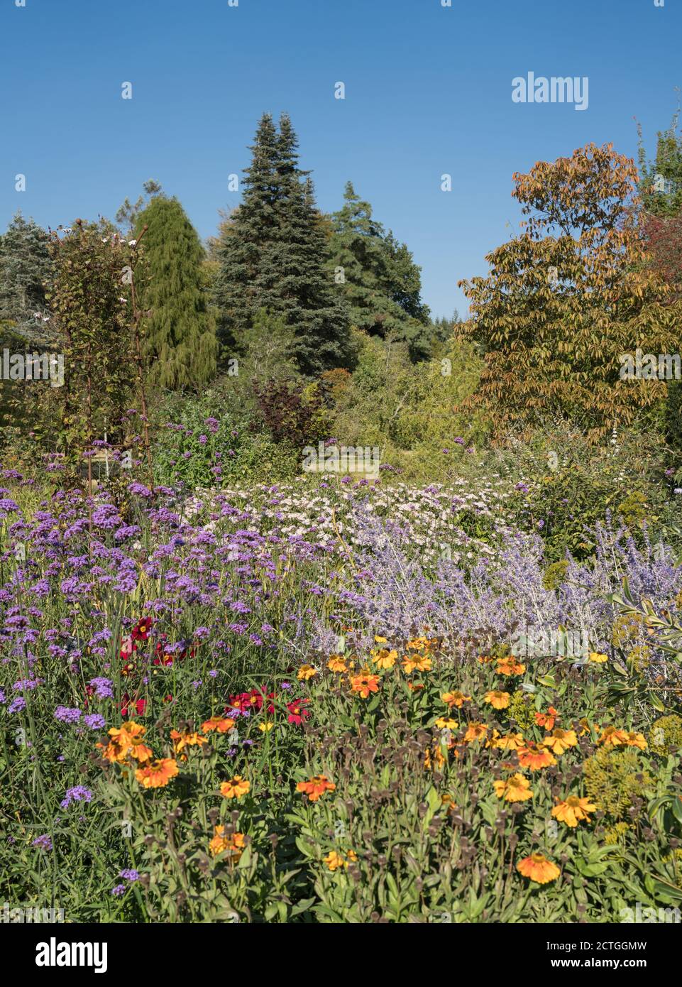 Mixed flowers in the centenary Border at Howard Hillier Garden Romsey ...