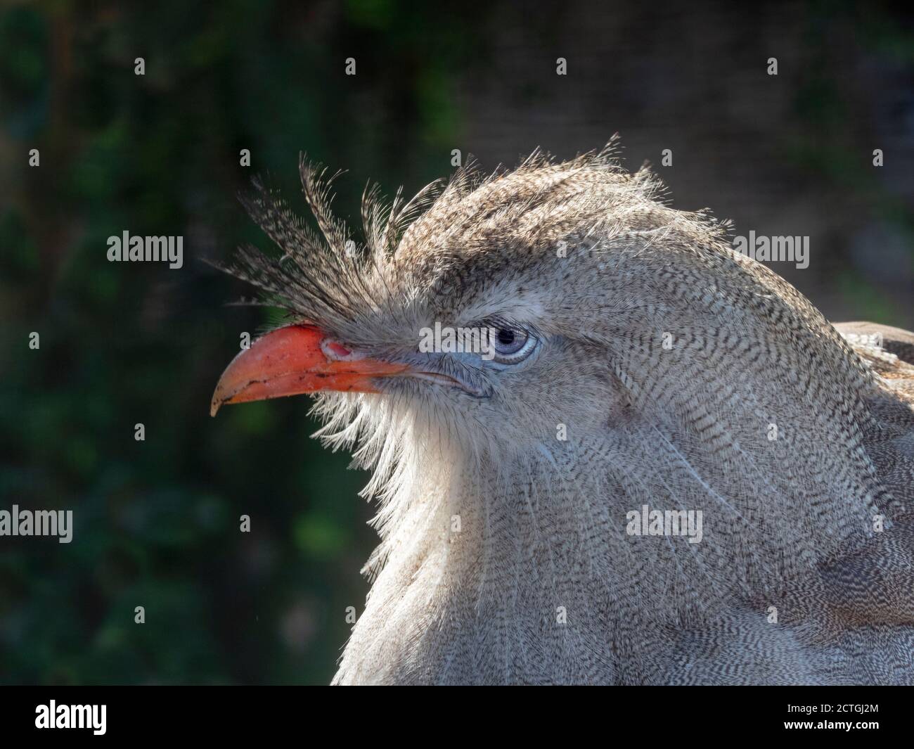 Red-legged seriema Cariama cristata Stock Photo - Alamy