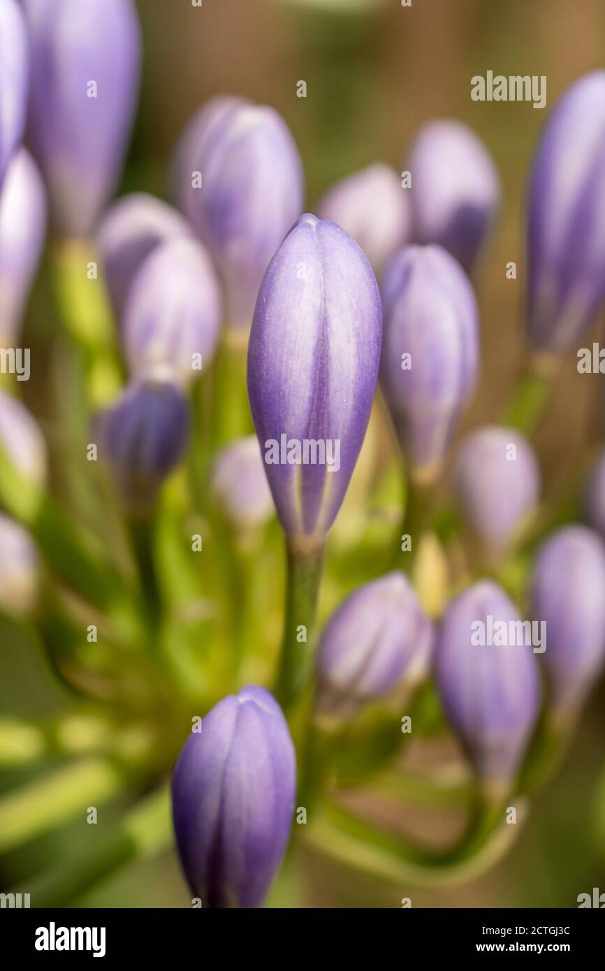 Ornamental lily hi-res stock photography and images - Alamy