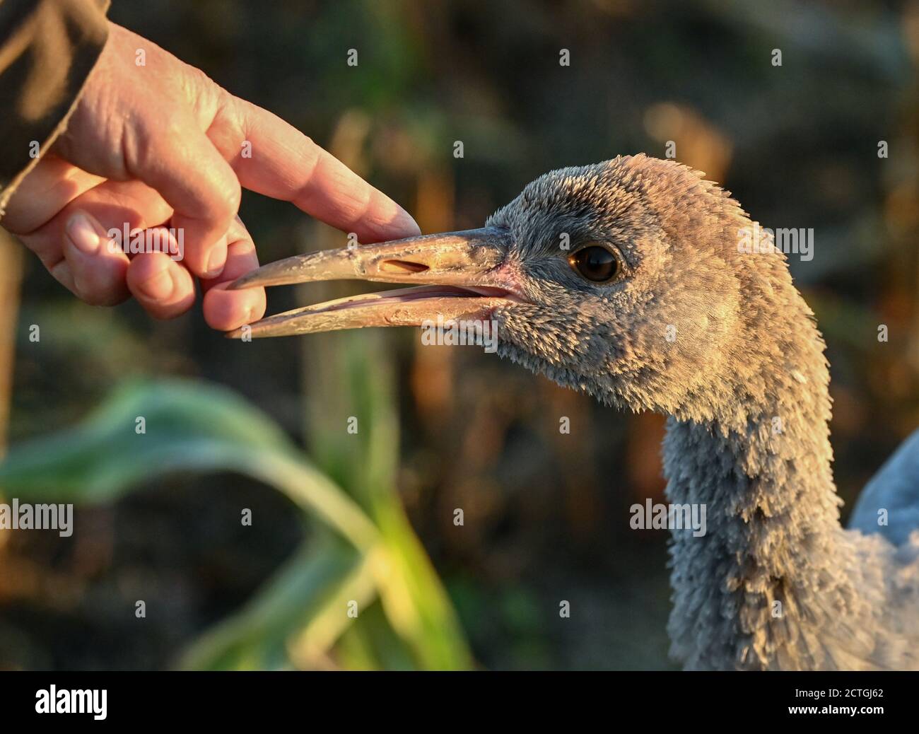 The wiggles hi-res stock photography and images - Alamy