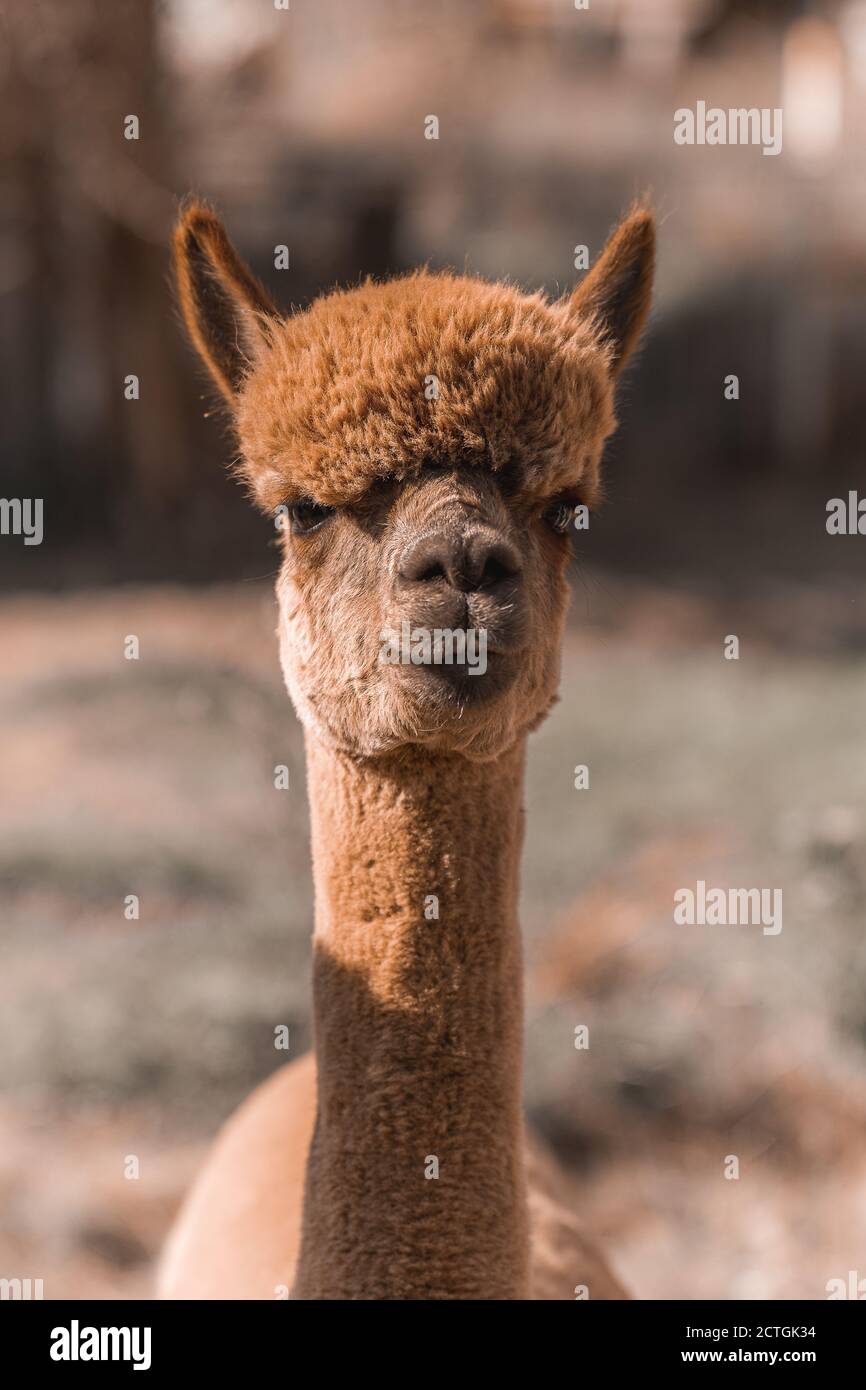 Closeup portrait of little llama. Alpaca with shallow depth of field Stock Photo - Alamy