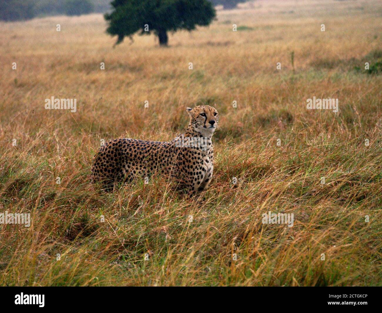 Cheetah in the rain, on the Masai Mara, Kenya Stock Photo - Alamy