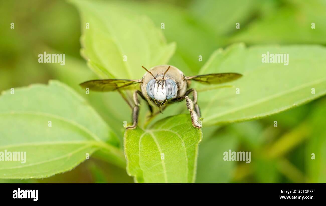 Facet eye hi-res stock photography and images - Alamy