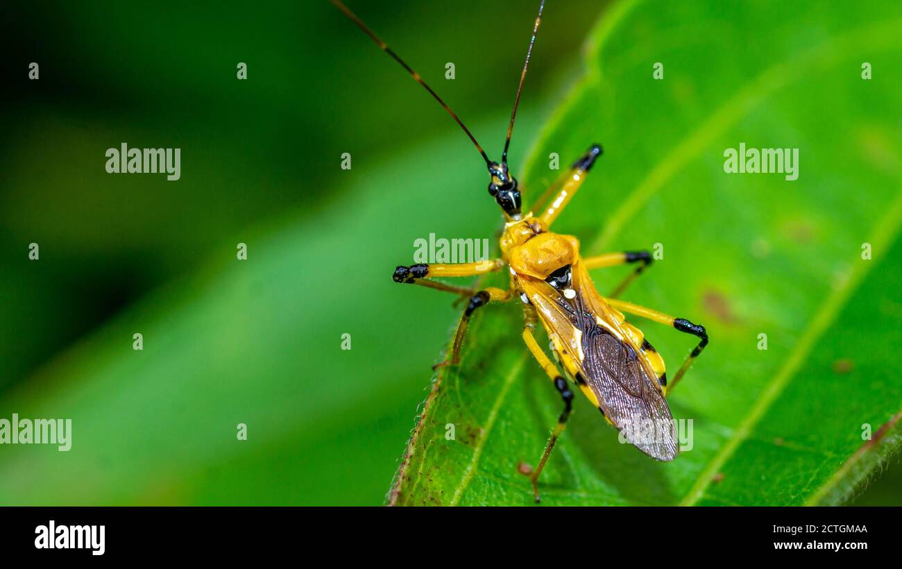 Borneo ant plant hi-res stock photography and images - Alamy