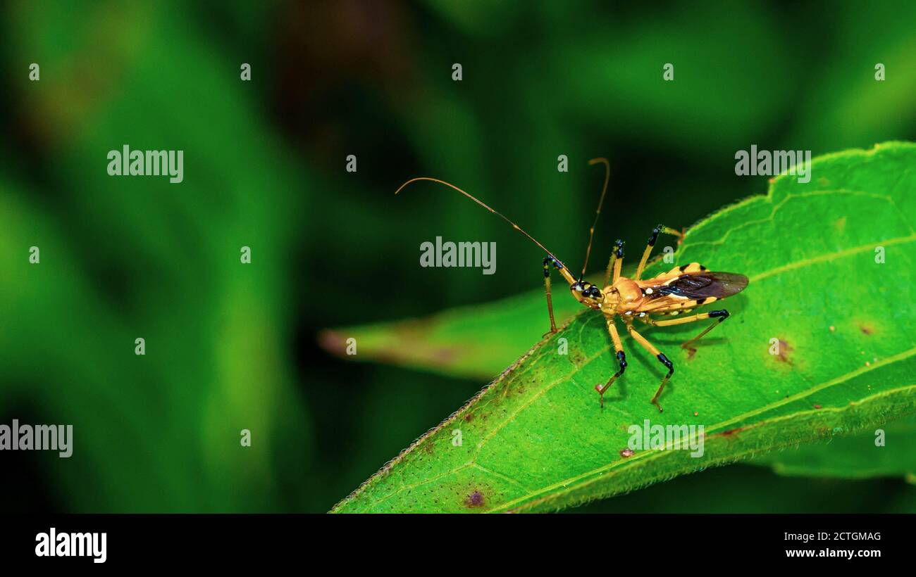 Closeup of beautiful insect on the tip of green leaf. This bug can be ...