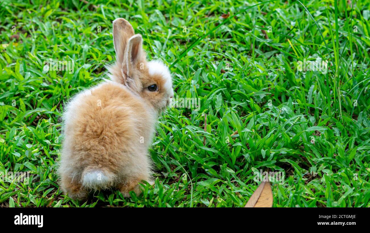 a cute young rabbit grazing on the grass field. a cute bunny eating ...