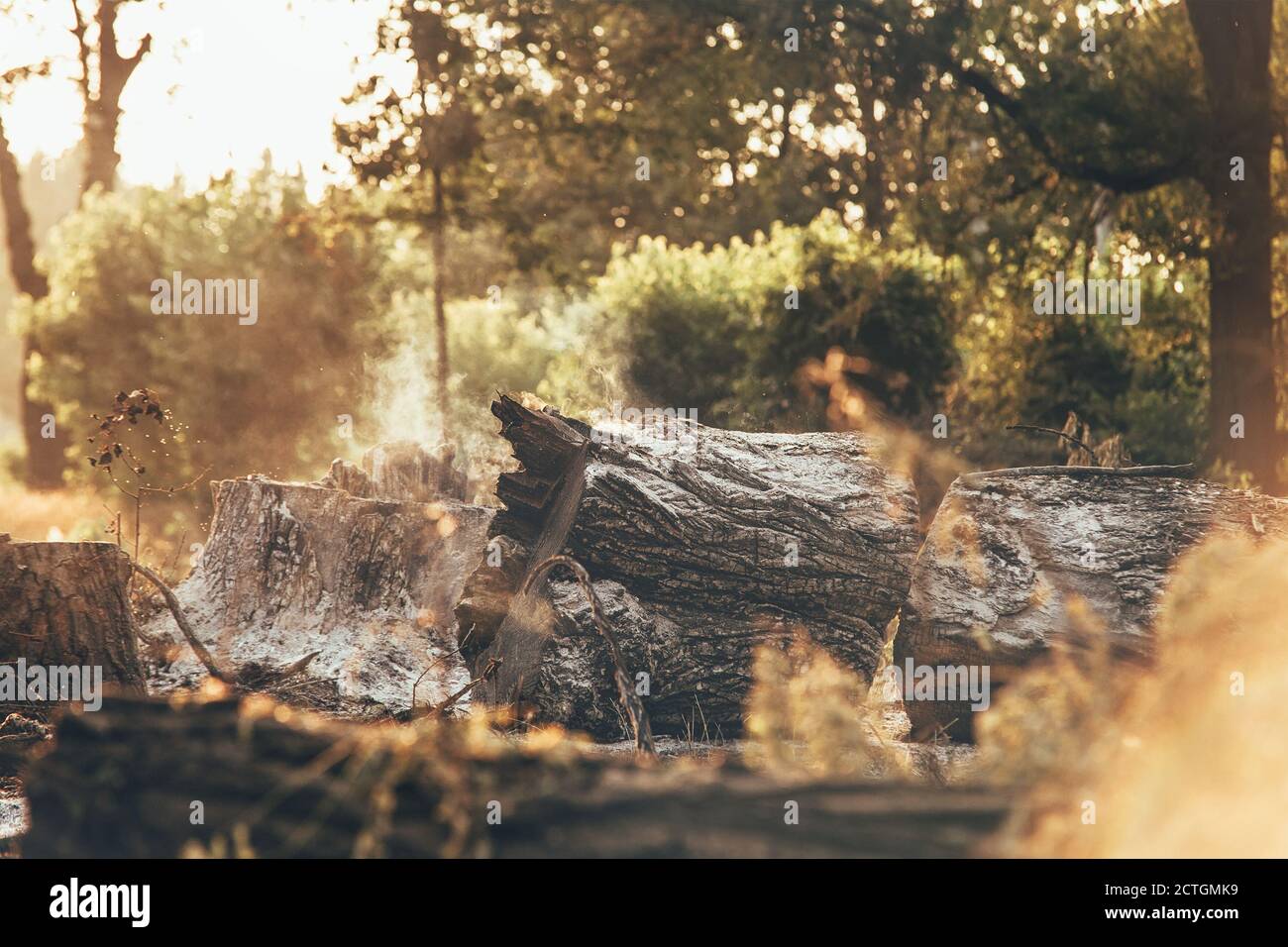 Burnt tree trunks after the huge forest fire smoking. Ecology and ...