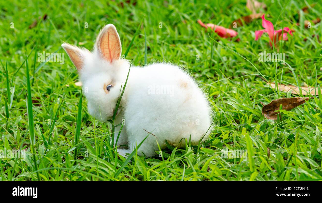 a cute young white rabbit grazing on the grass field. a cute bunny ...