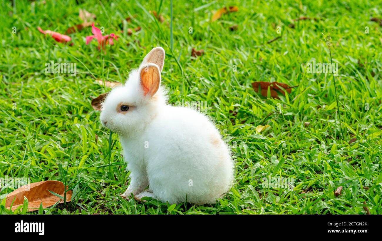 a cute young white rabbit grazing on the grass field. a cute bunny ...
