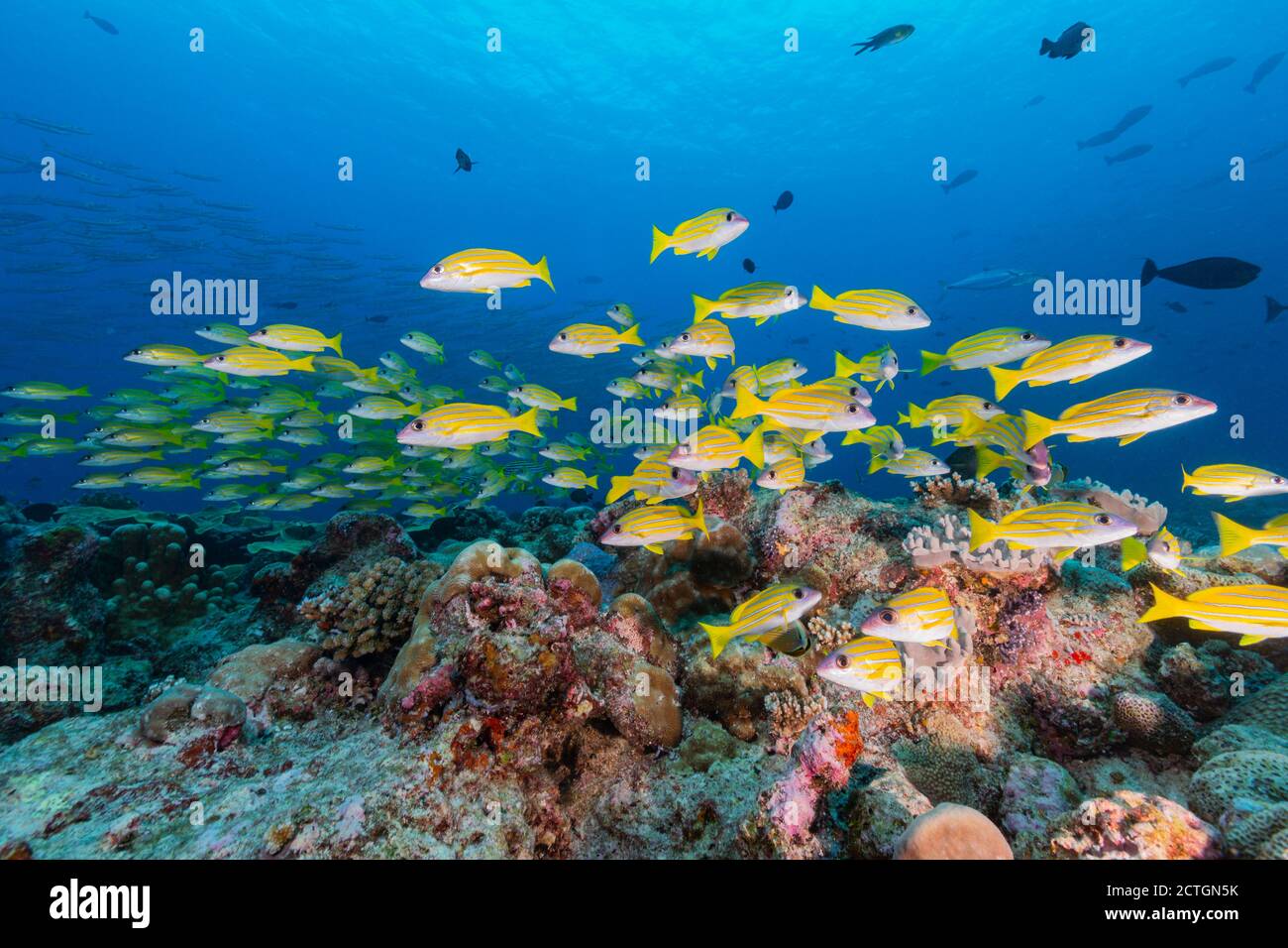 Palau fish hi-res stock photography and images - Alamy