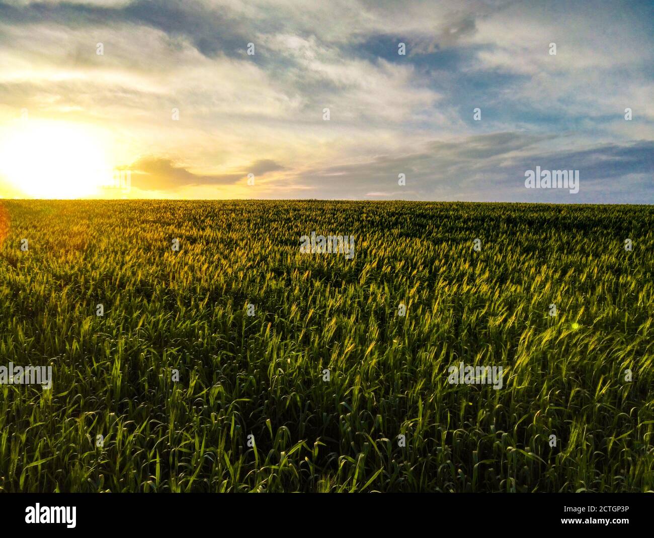 Mesmerizing view of fresh green fields at scenic sunset Stock Photo - Alamy