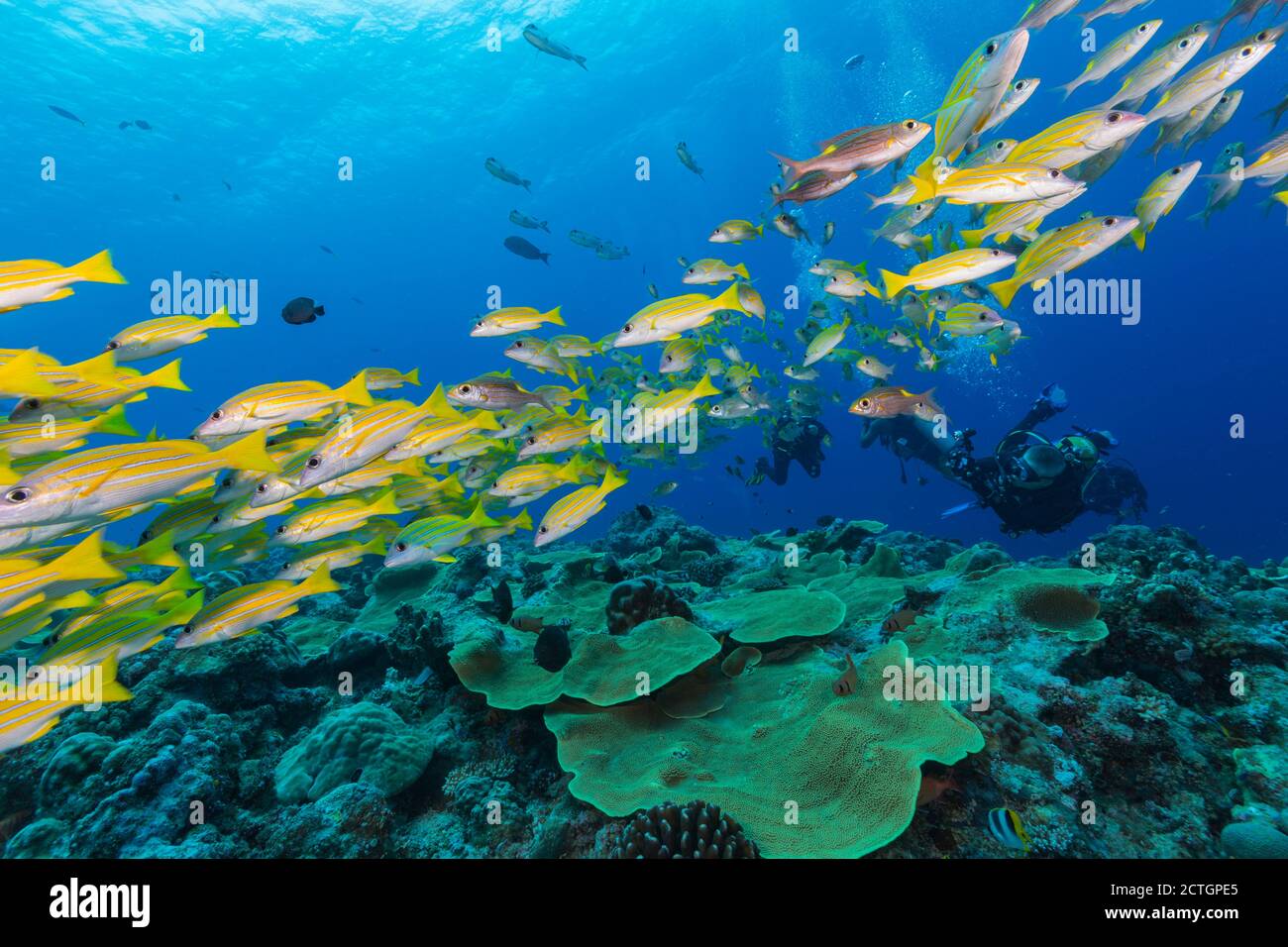 SCUBA Divers with school of tropical fish Stock Photo - Alamy