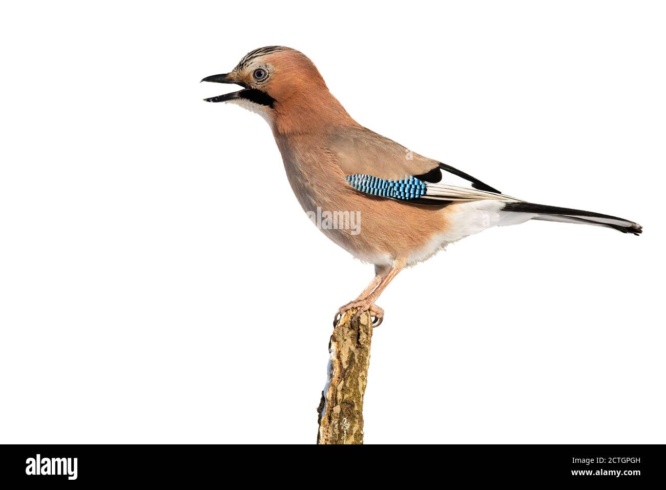 Eurasian jay singing on branch isolated on white background Stock Photo ...
