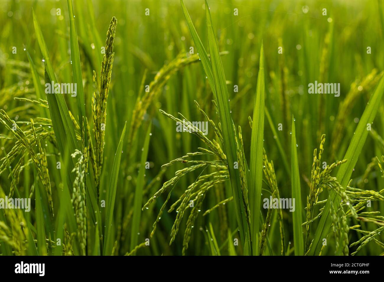 close up of beautiful green color rice plants of India Stock Photo - Alamy
