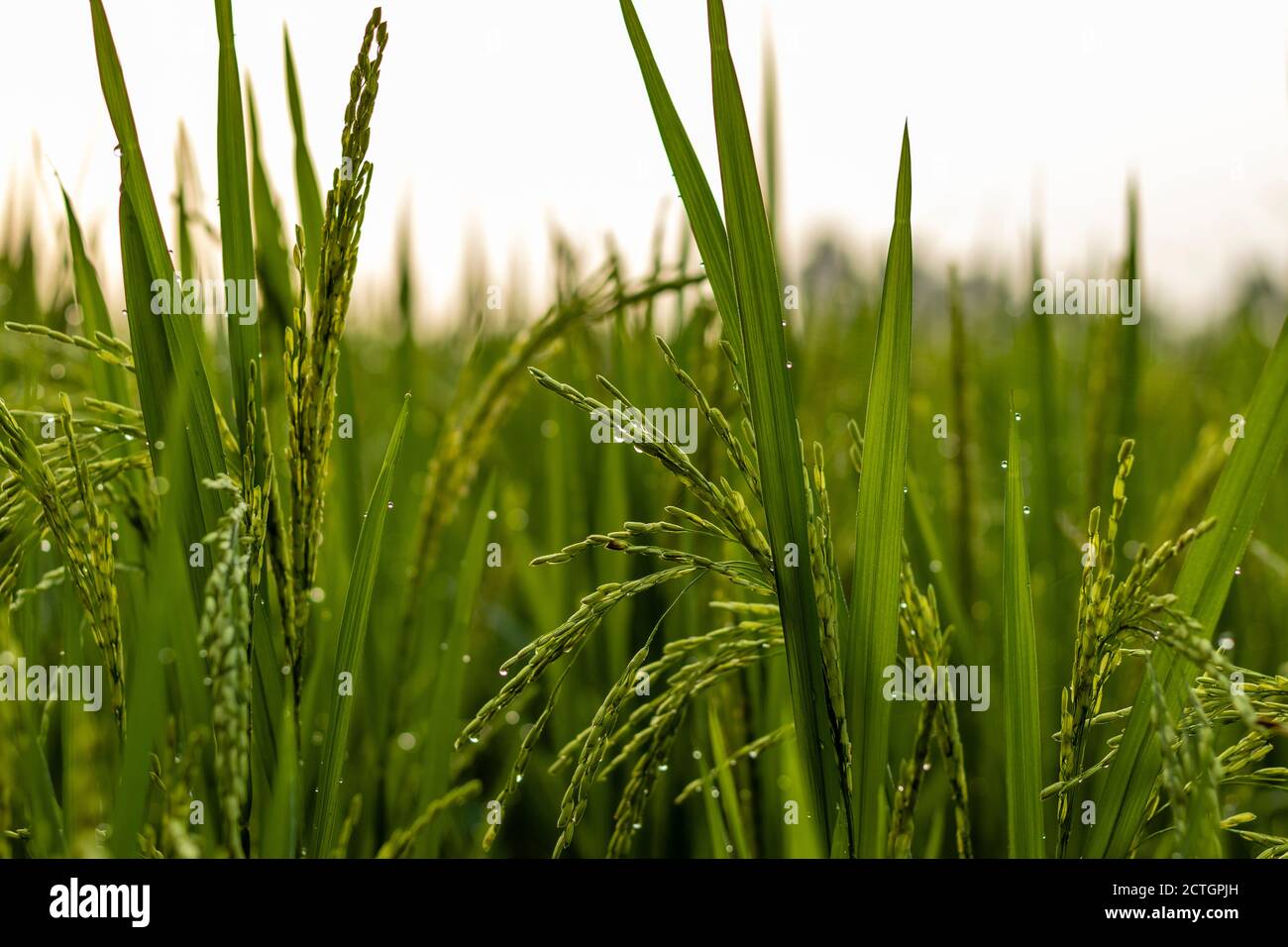 close up of beautiful green color rice plants of India Stock Photo - Alamy