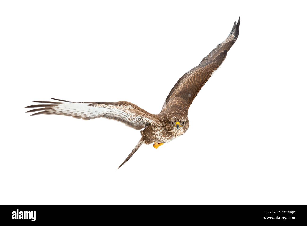 Common buzzard flying i the air isolated on white background Stock ...