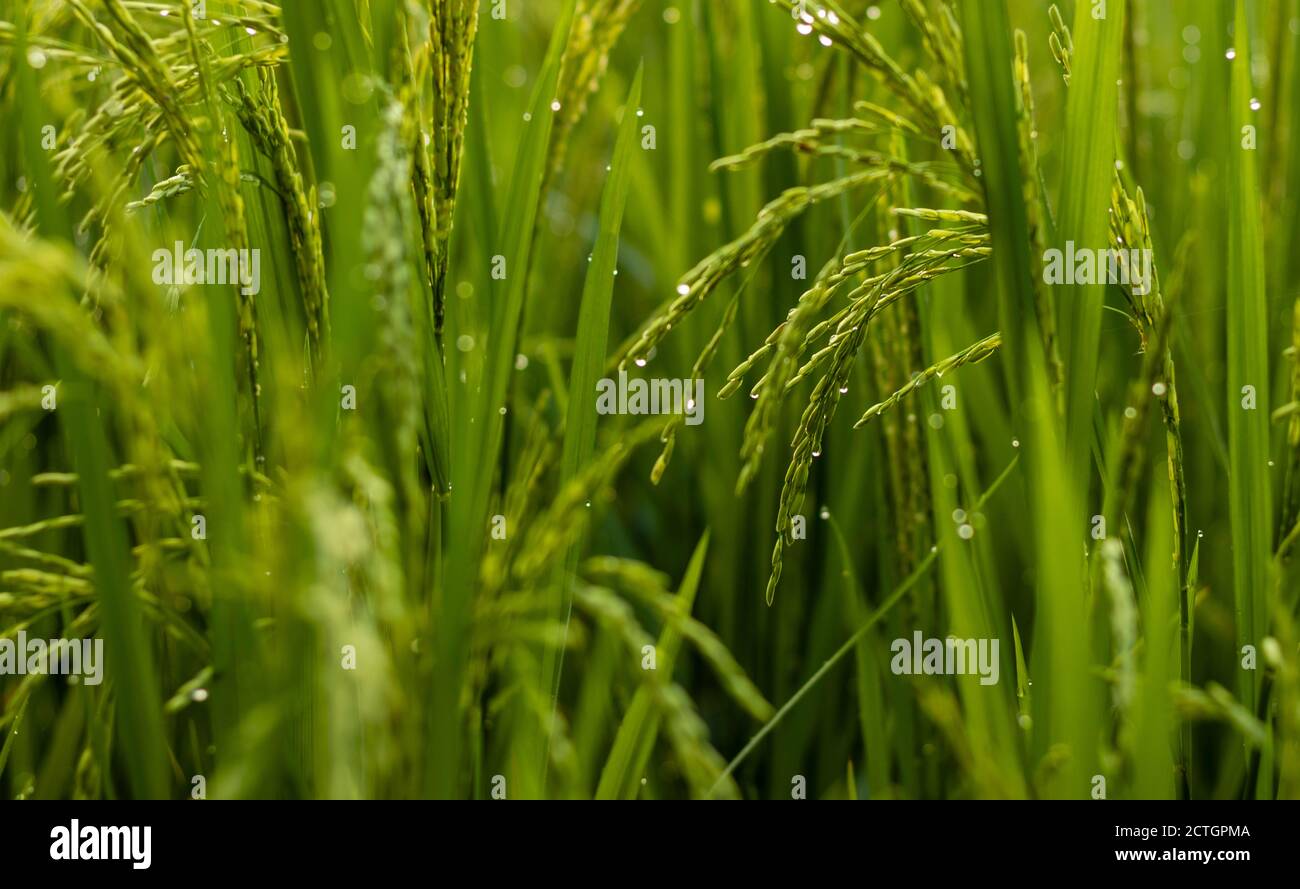 close up of beautiful green color rice plants of India Stock Photo - Alamy