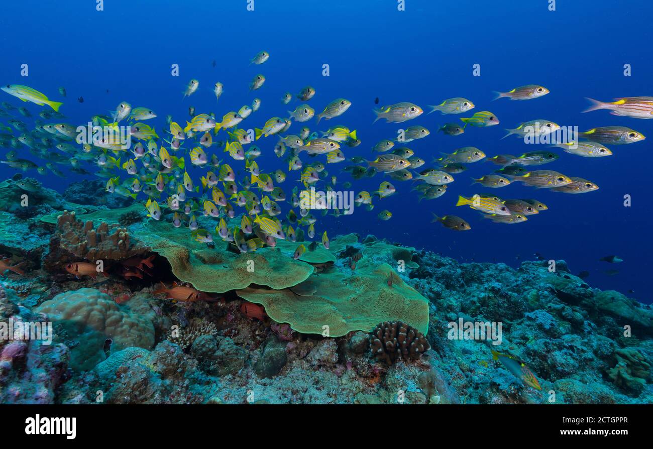 Group of fish swim towards camera over tropical coral reef Stock Photo ...
