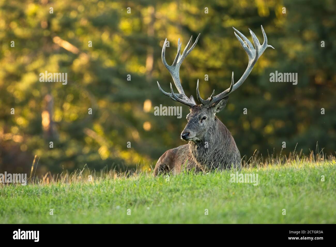 Tired deer hi-res stock photography and images - Alamy