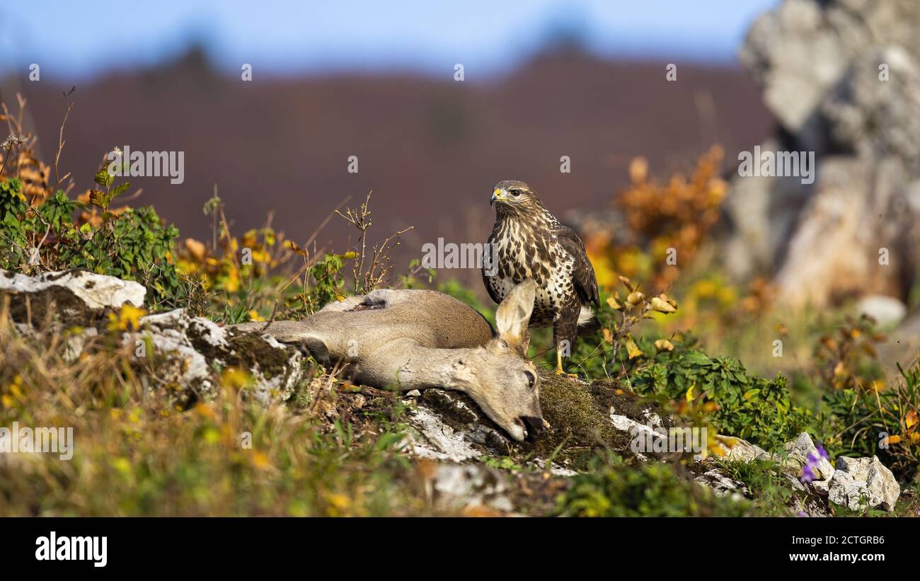 Buzzard hunting hi-res stock photography and images - Alamy