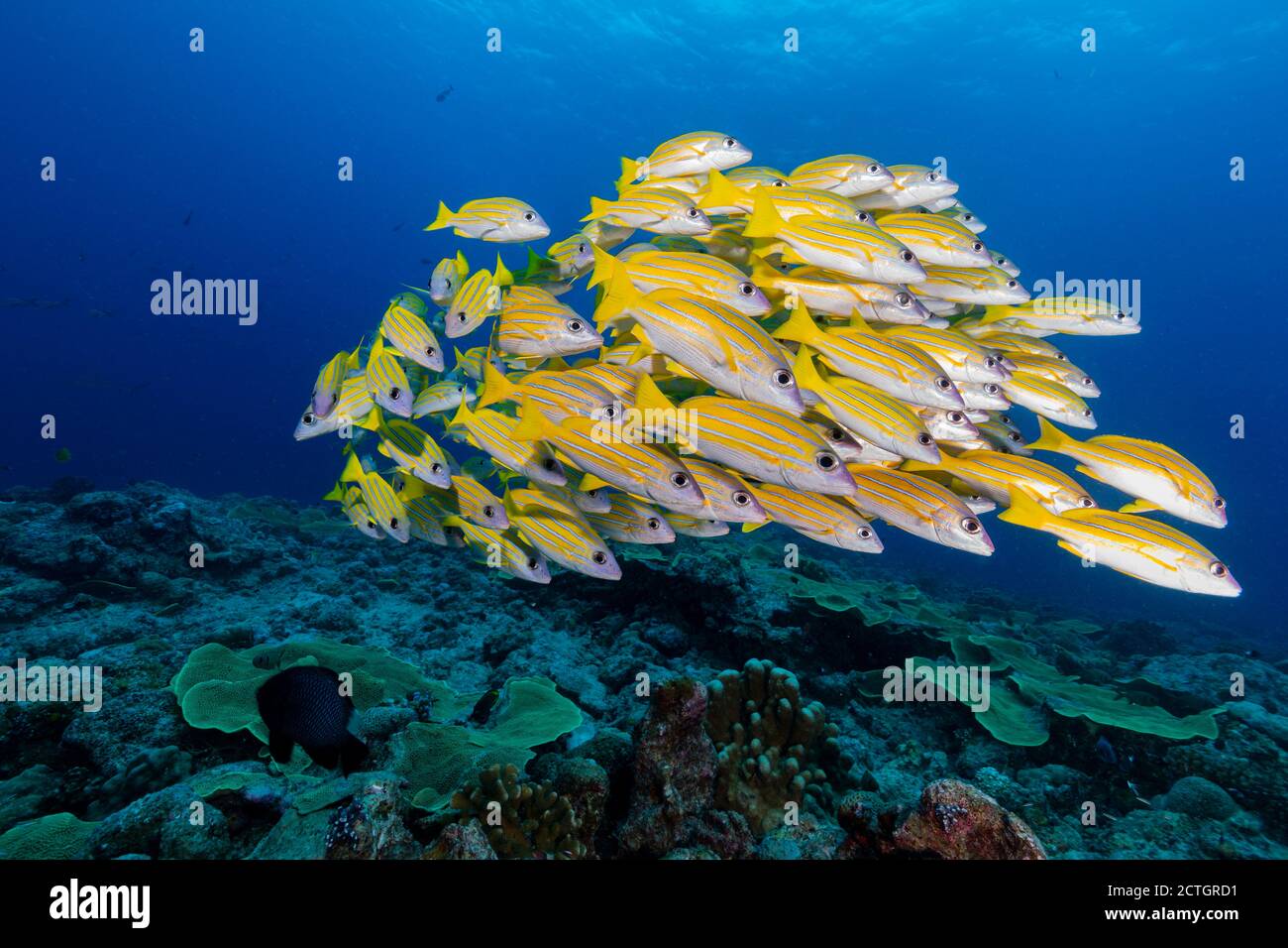 Group of yellow fish swim over reef in tropical Micronesia Stock Photo ...