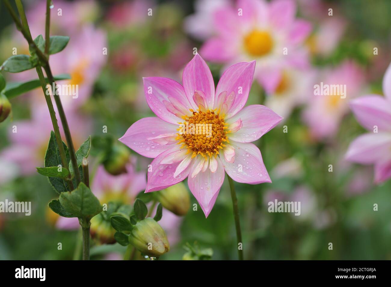 Collarette hi-res stock photography and images - Alamy