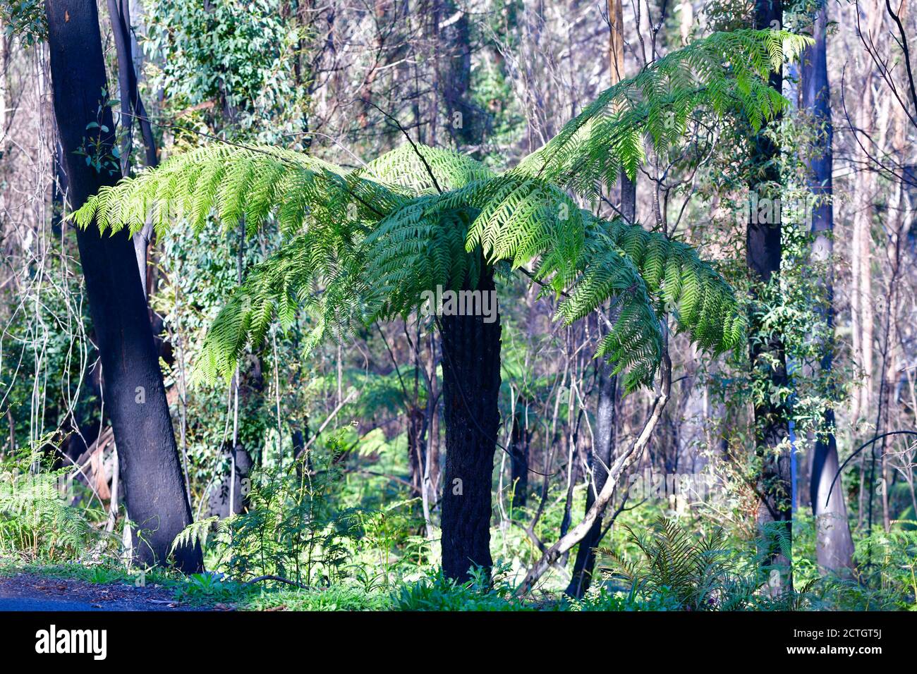 A tree fern in the forest at Mount Wilson in Australia Stock Photo - Alamy
