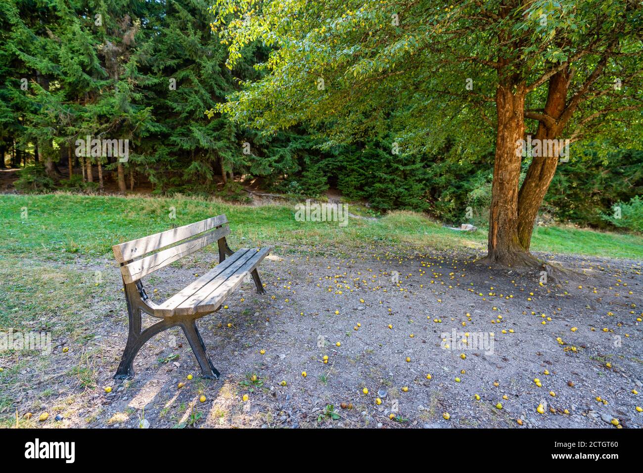 Empty bench trees park bench hi-res stock photography and images - Alamy