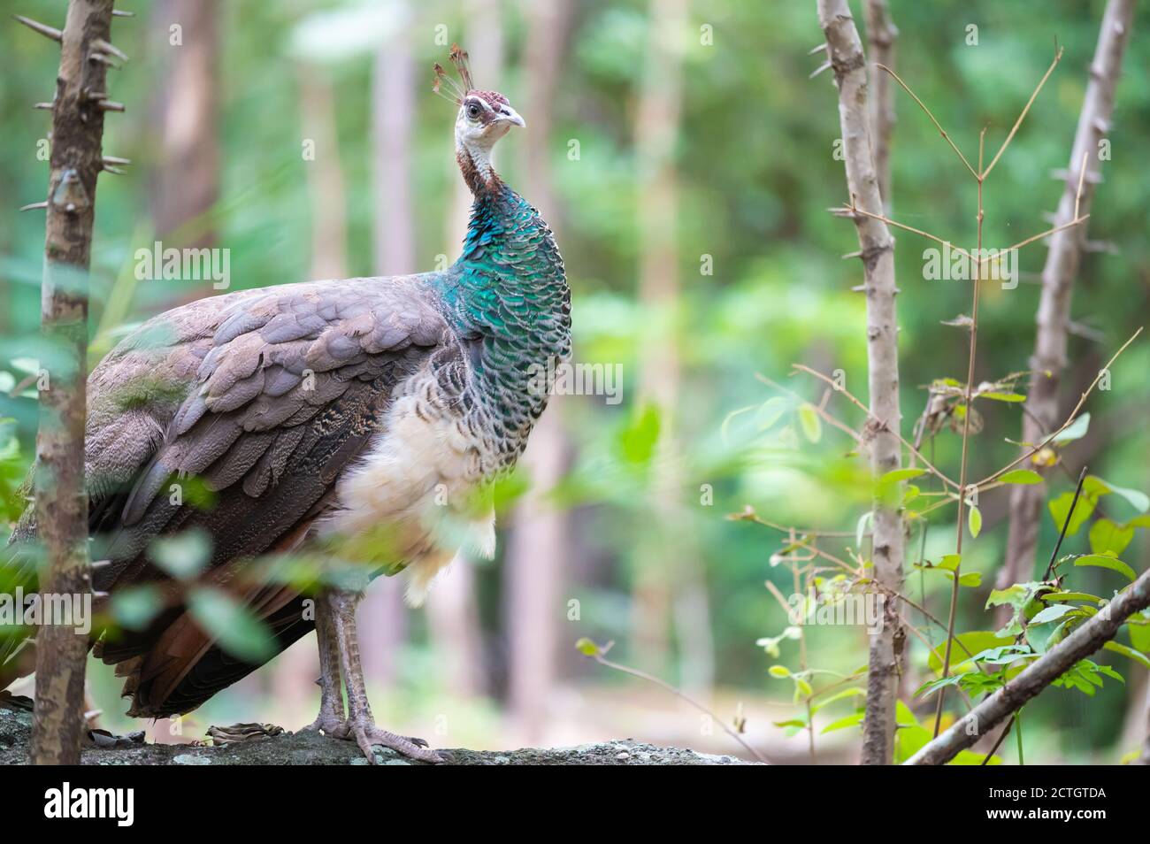 Peacock in nature hi-res stock photography and images - Alamy