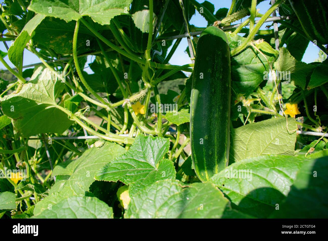 Cucumber organic hi-res stock photography and images - Alamy