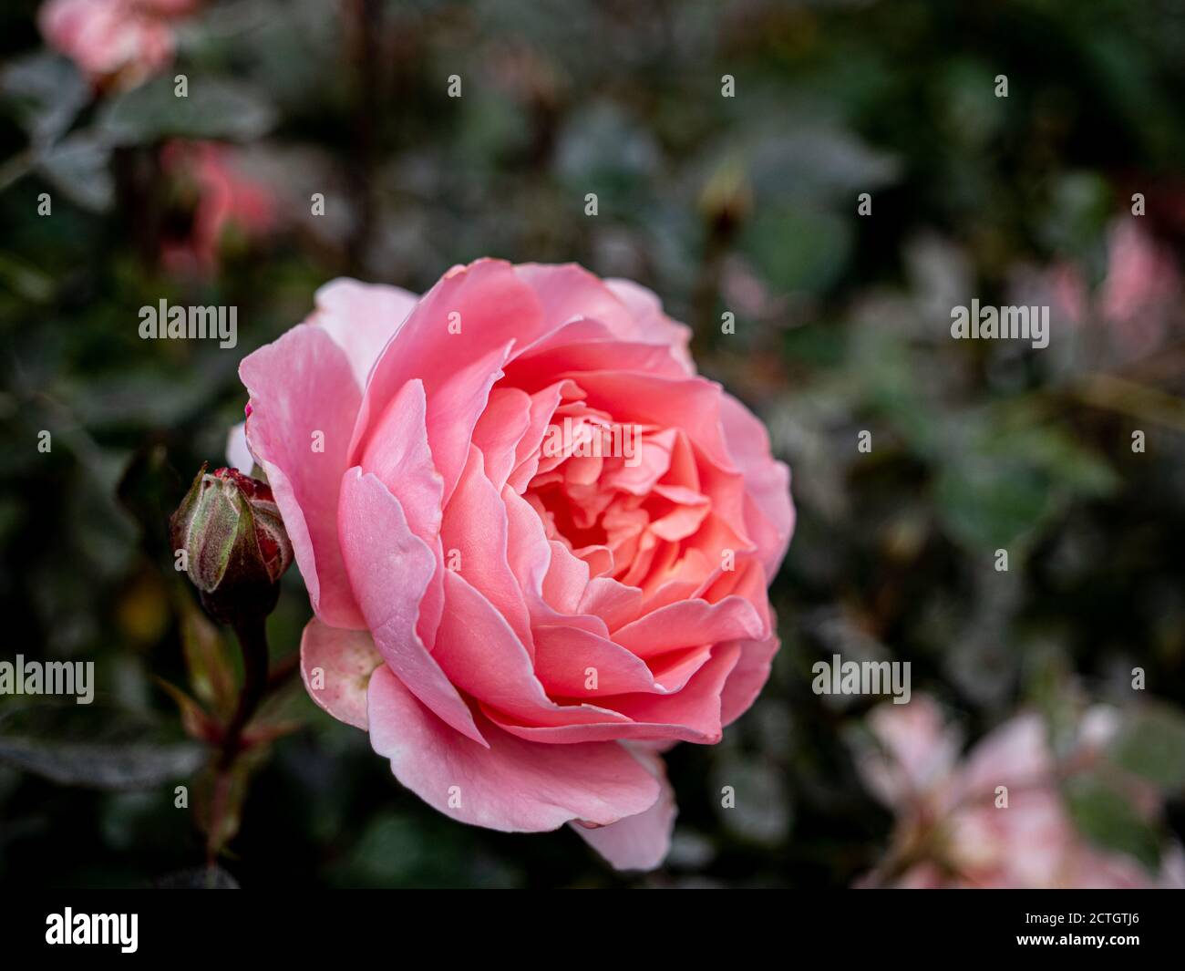 A single bloom of a garden rose. UK Stock Photo - Alamy
