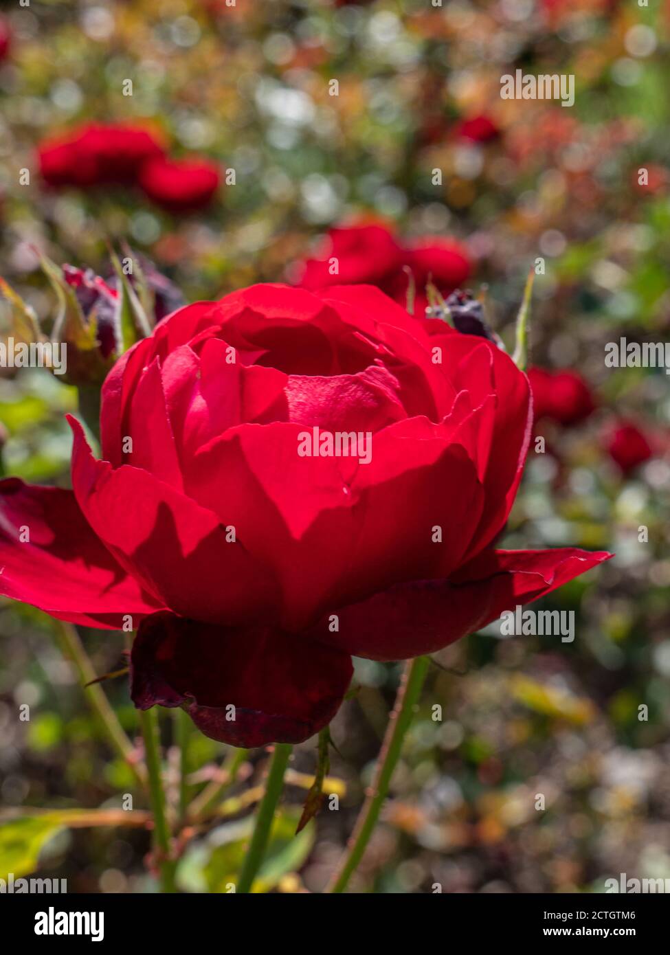 A single bloom of a garden rose. UK Stock Photo - Alamy
