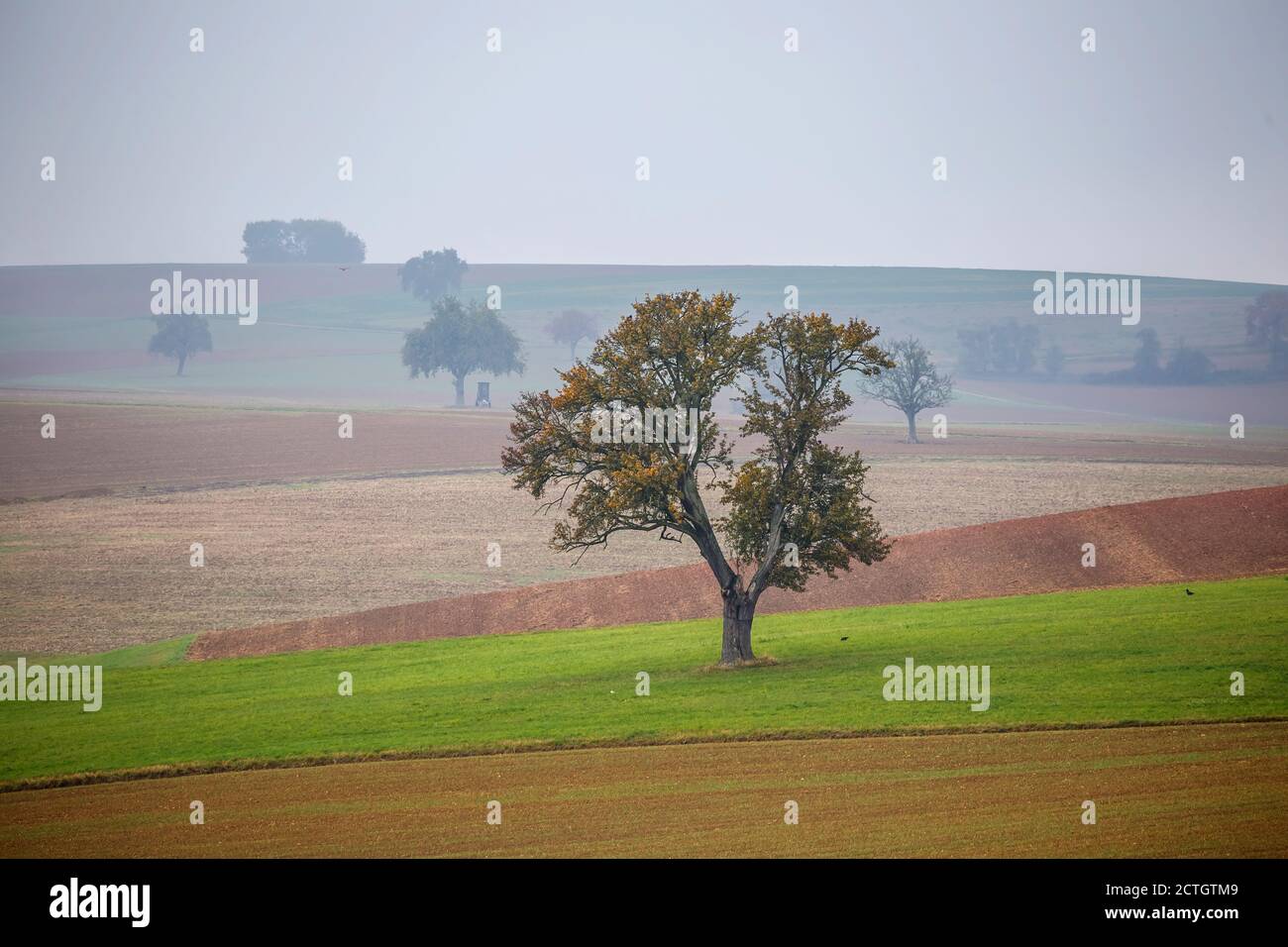 Mesmerizing view of trees and fields under a cloudy sky Stock Photo - Alamy