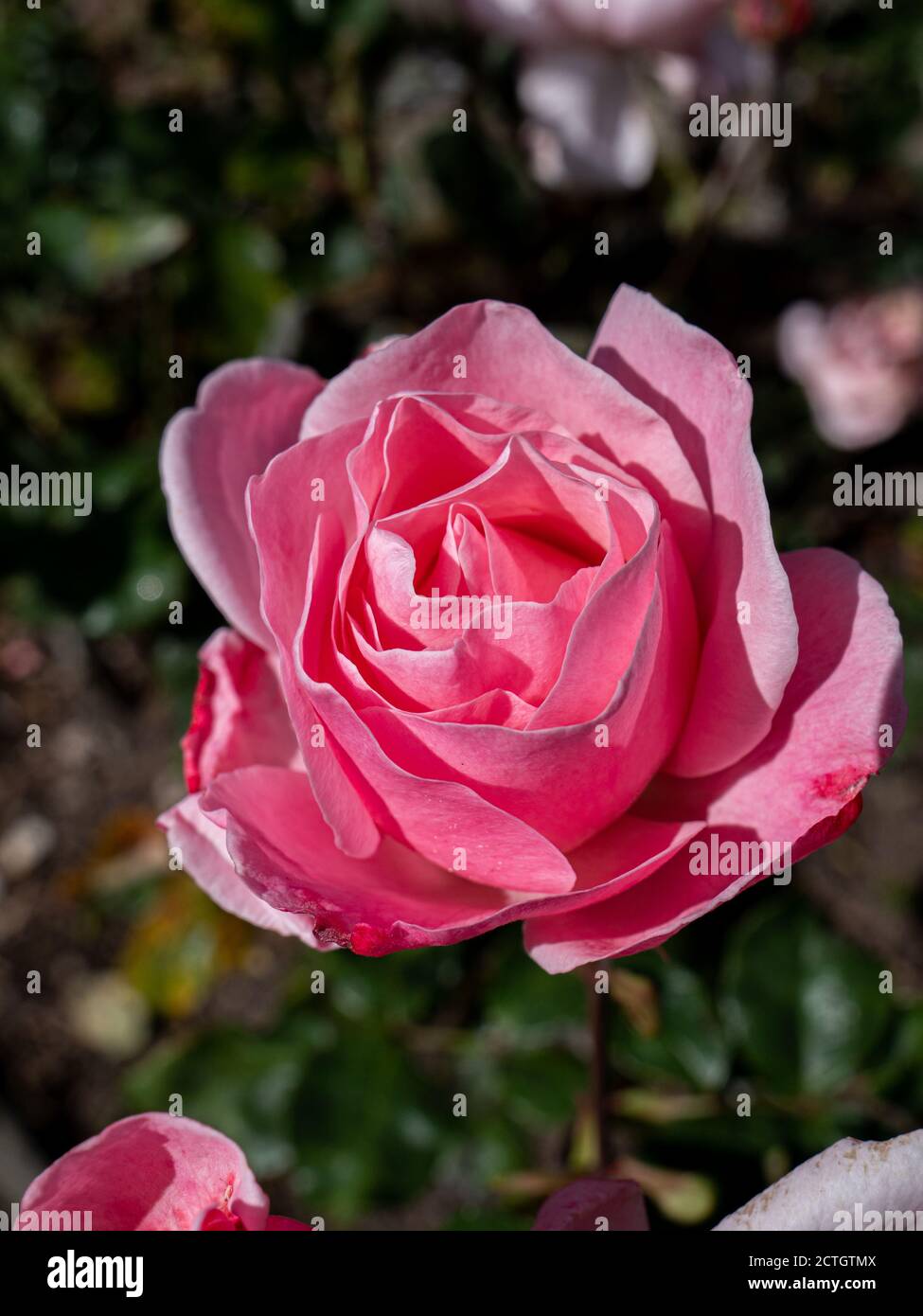 A single bloom of a garden rose. UK Stock Photo - Alamy