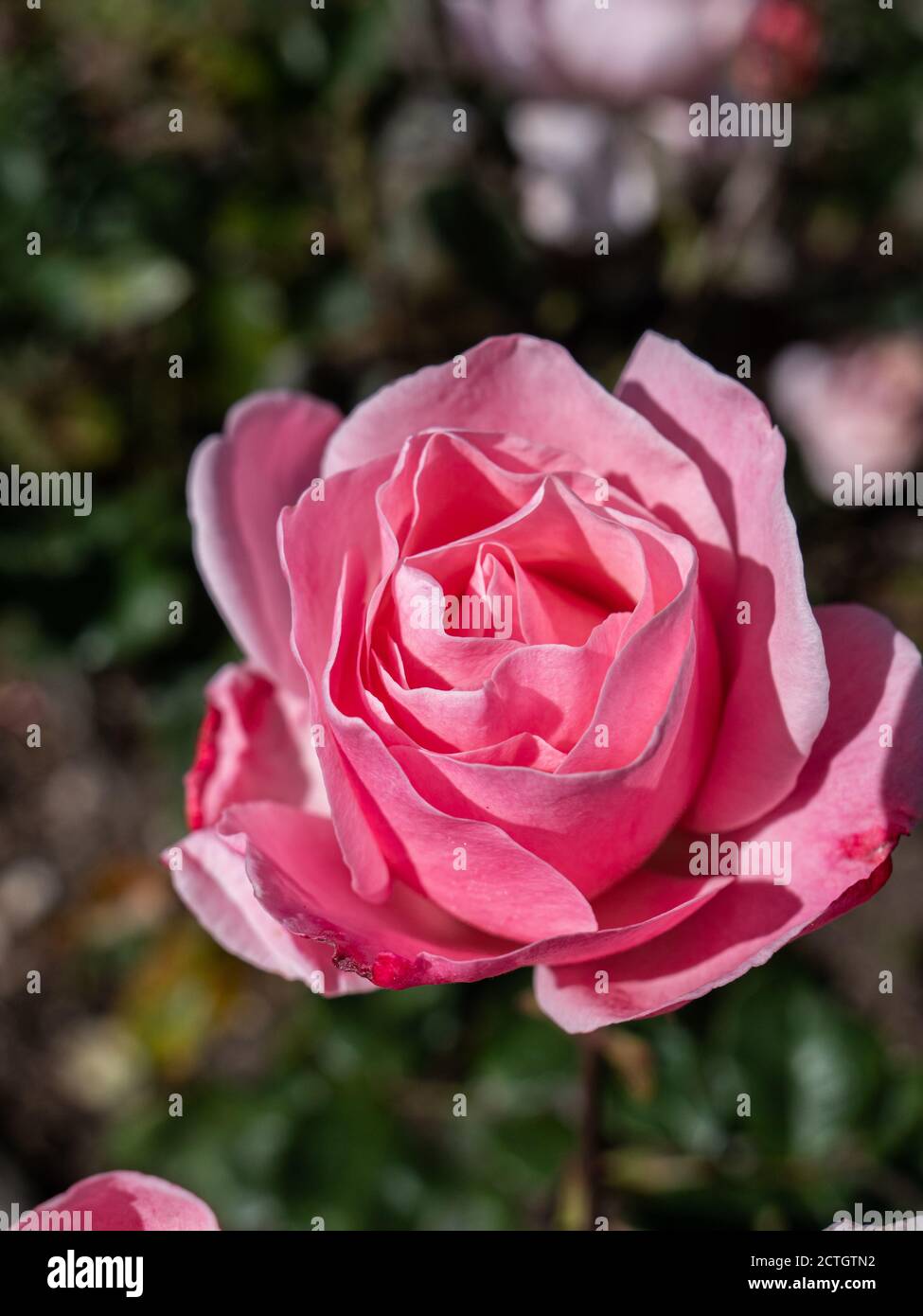 A single bloom of a garden rose. UK Stock Photo - Alamy
