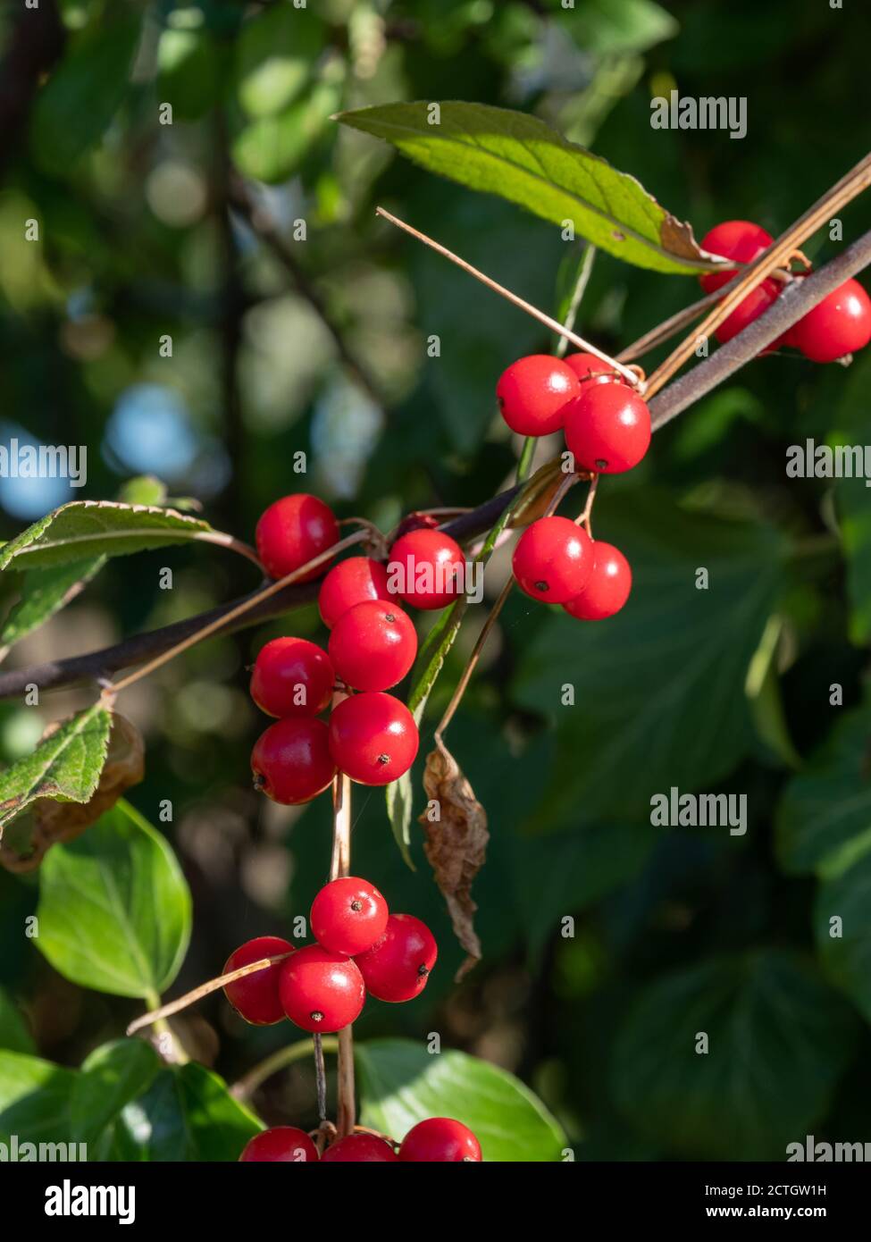 Autumn red berries of The Guelder Rose (Viburnum opulus) England UK ...