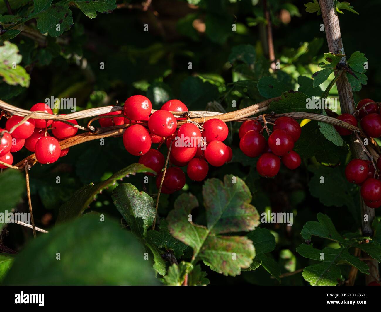 Autumn red berries of The Guelder Rose (Viburnum opulus) England UK ...