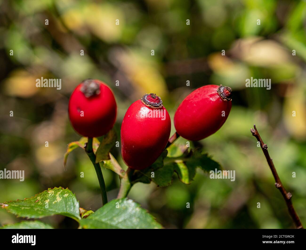 Rose Hips fruit of the Dog Rose Stock Photo - Alamy