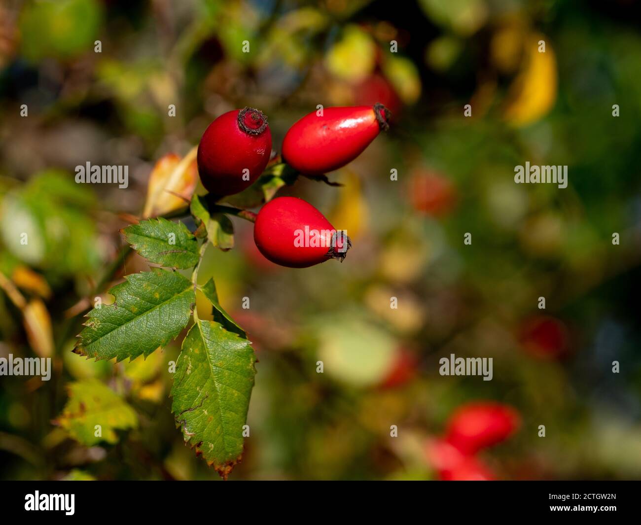 Rose Hips fruit of the Dog Rose Stock Photo - Alamy