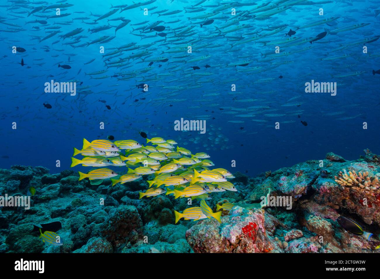 Palau fish hi-res stock photography and images - Alamy