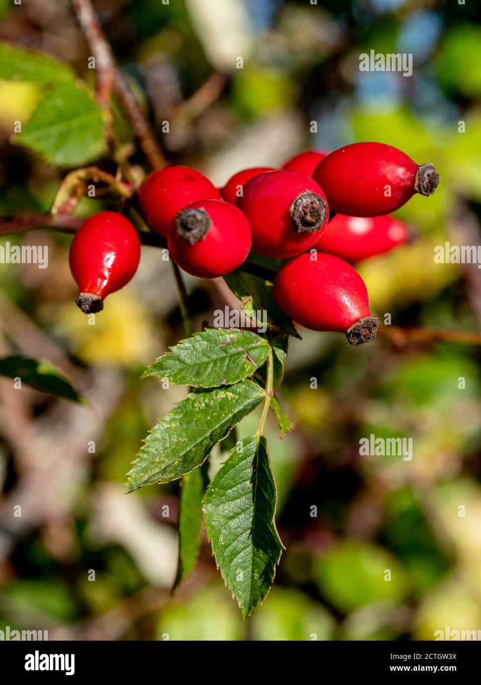 Rose Hips fruit of the Dog Rose Stock Photo - Alamy