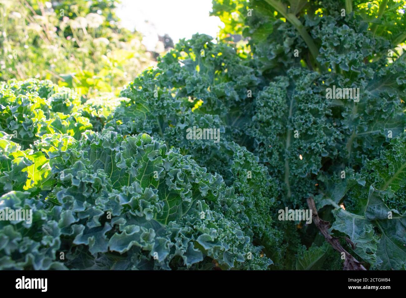 Kale garden leaves hi-res stock photography and images - Alamy