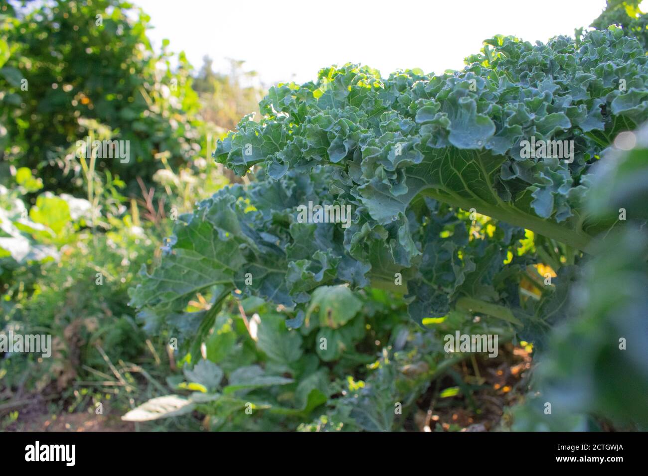 Kale growing through the summer in an organic garden Stock Photo - Alamy