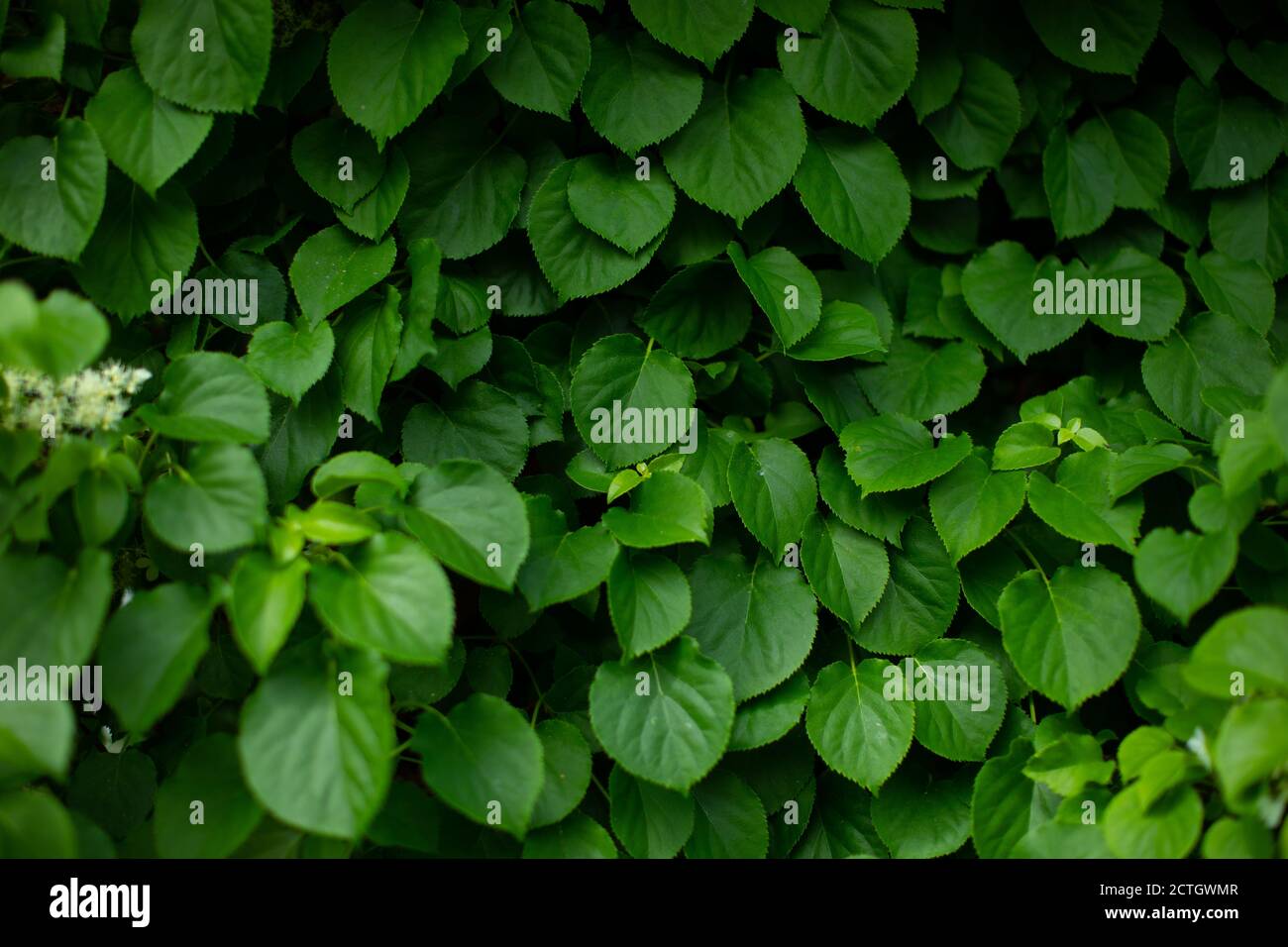 Macro shot of green leaf shrub natural spring summer background, Wall ...