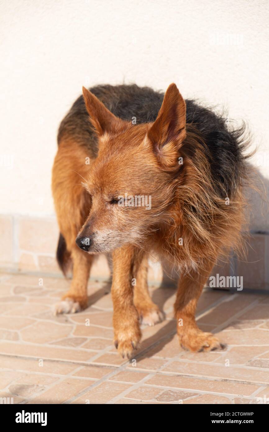 Yorkshire terrier mixed breed hi-res stock photography and images - Alamy