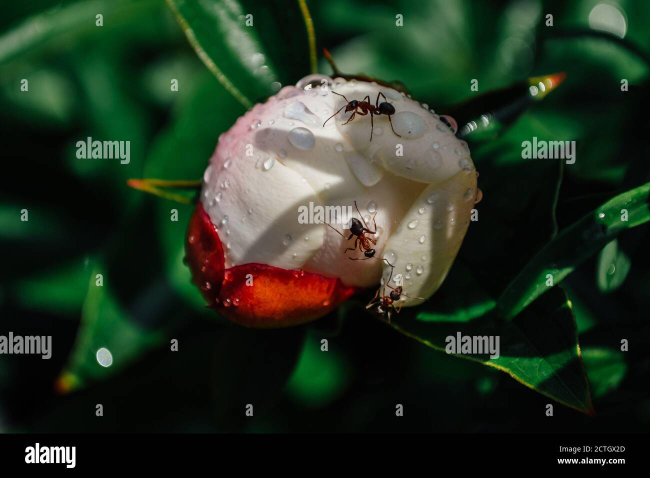Ants on white flower small hi-res stock photography and images - Alamy