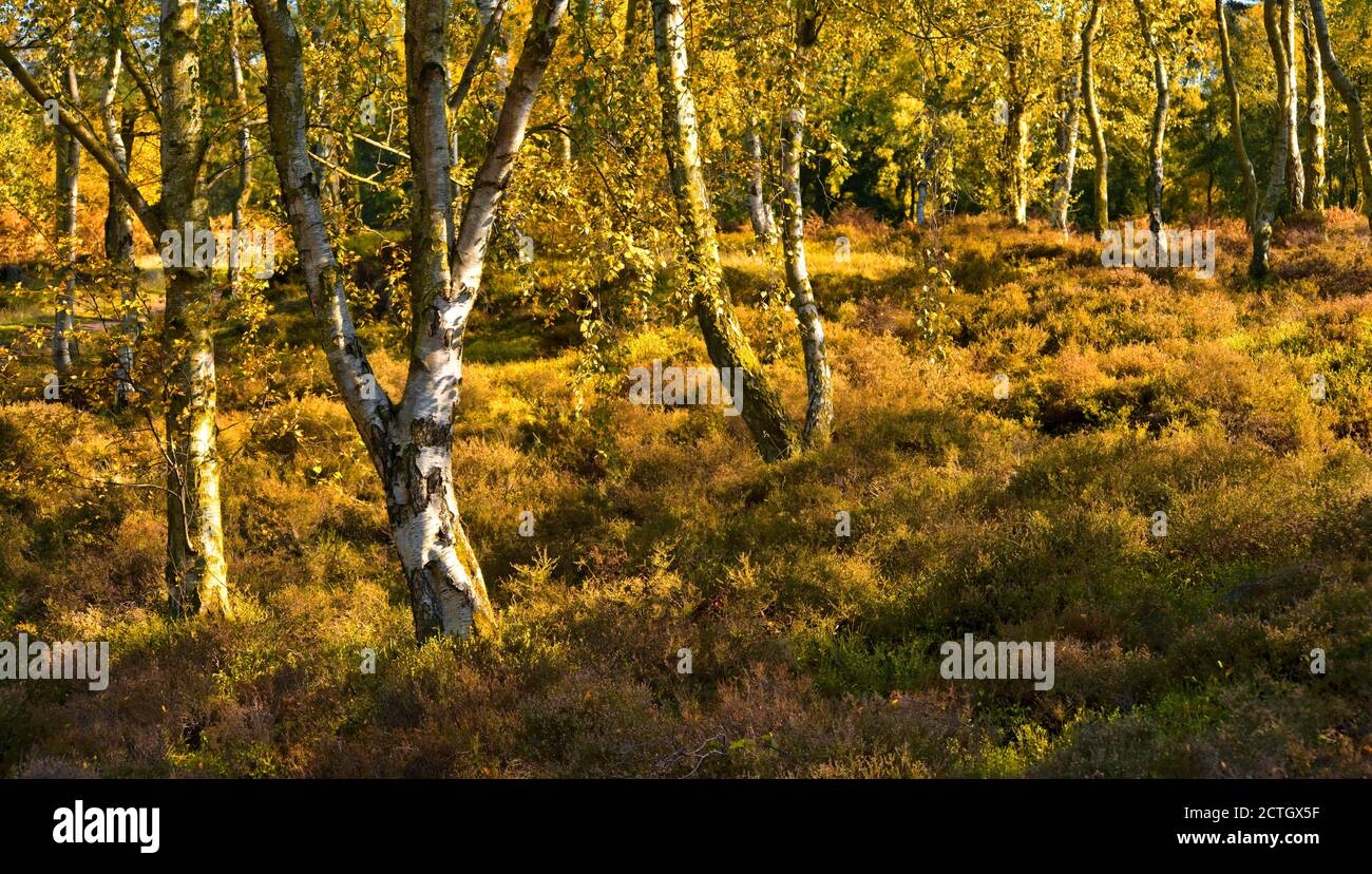 Autumn trees and colour on Stanton Moor Stock Photo - Alamy