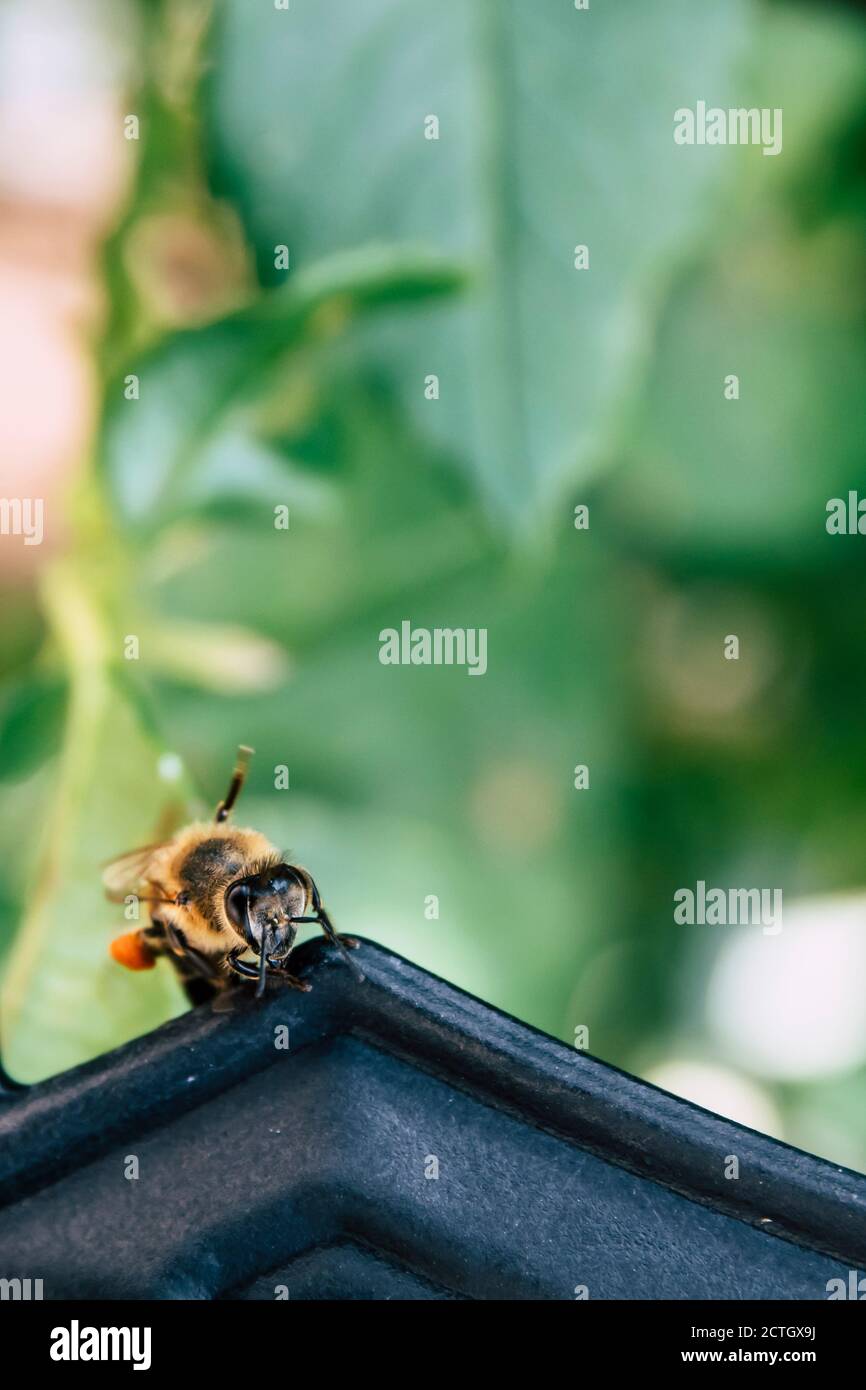 Bee taking some well deserved rest landed on a metal fence Stock Photo ...